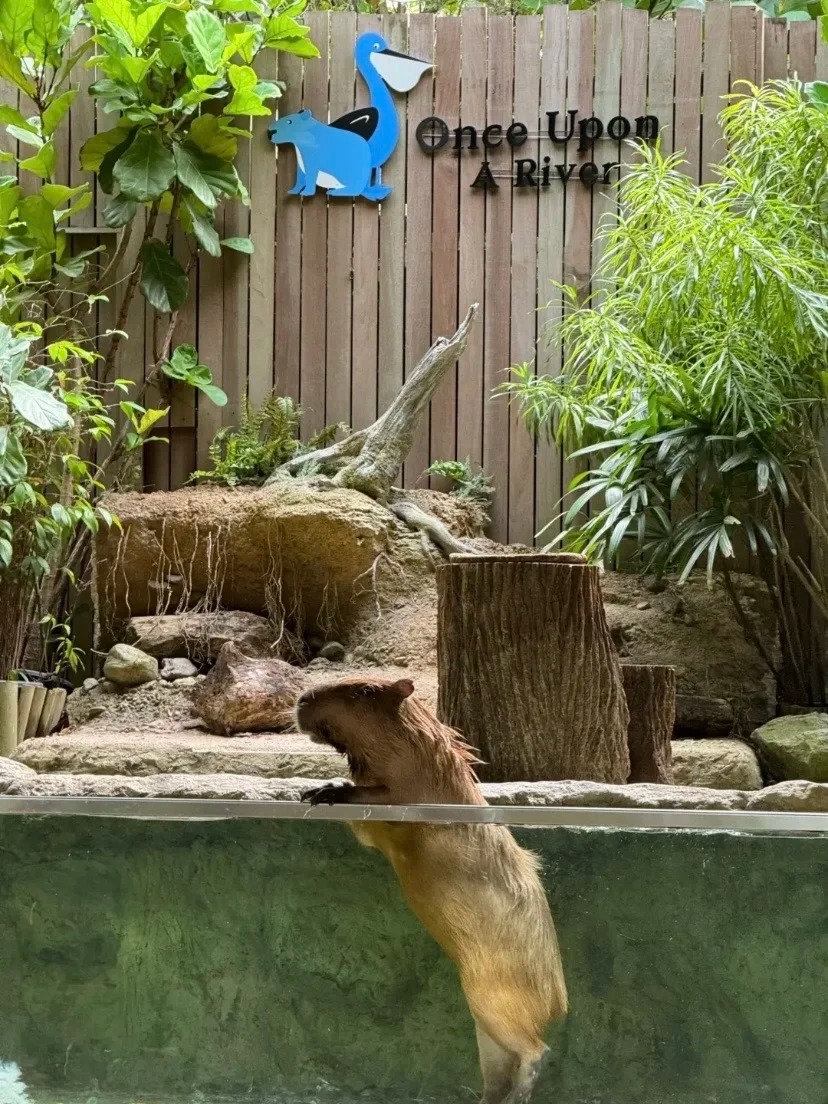 Unexpectedly! 🇸🇬 Singapore River Safari is so interesting! 🐘🐊 by Vera ...