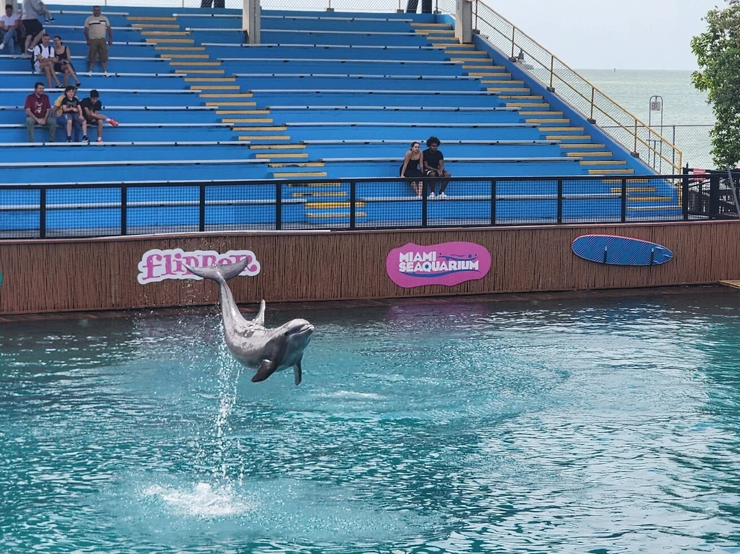 Miami Sea Aquarium is AMAZING!!! 🐬🌊 by Chapman Terrance | WanderBoat AI ...